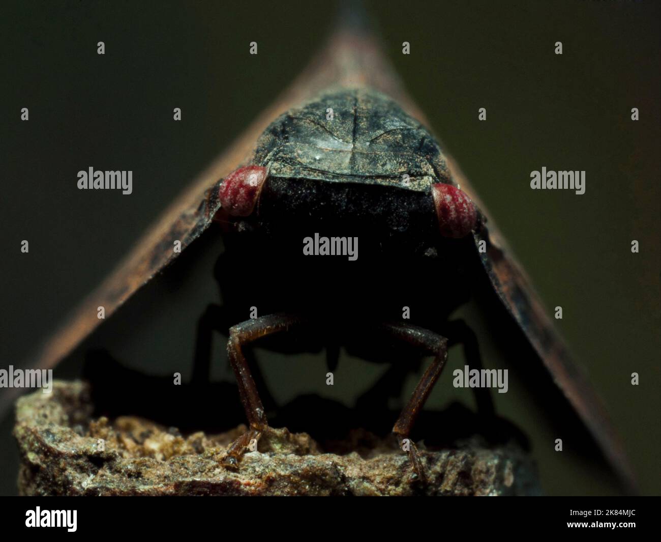 plan thopper , Pochazia s p Stock Photo - Alamy