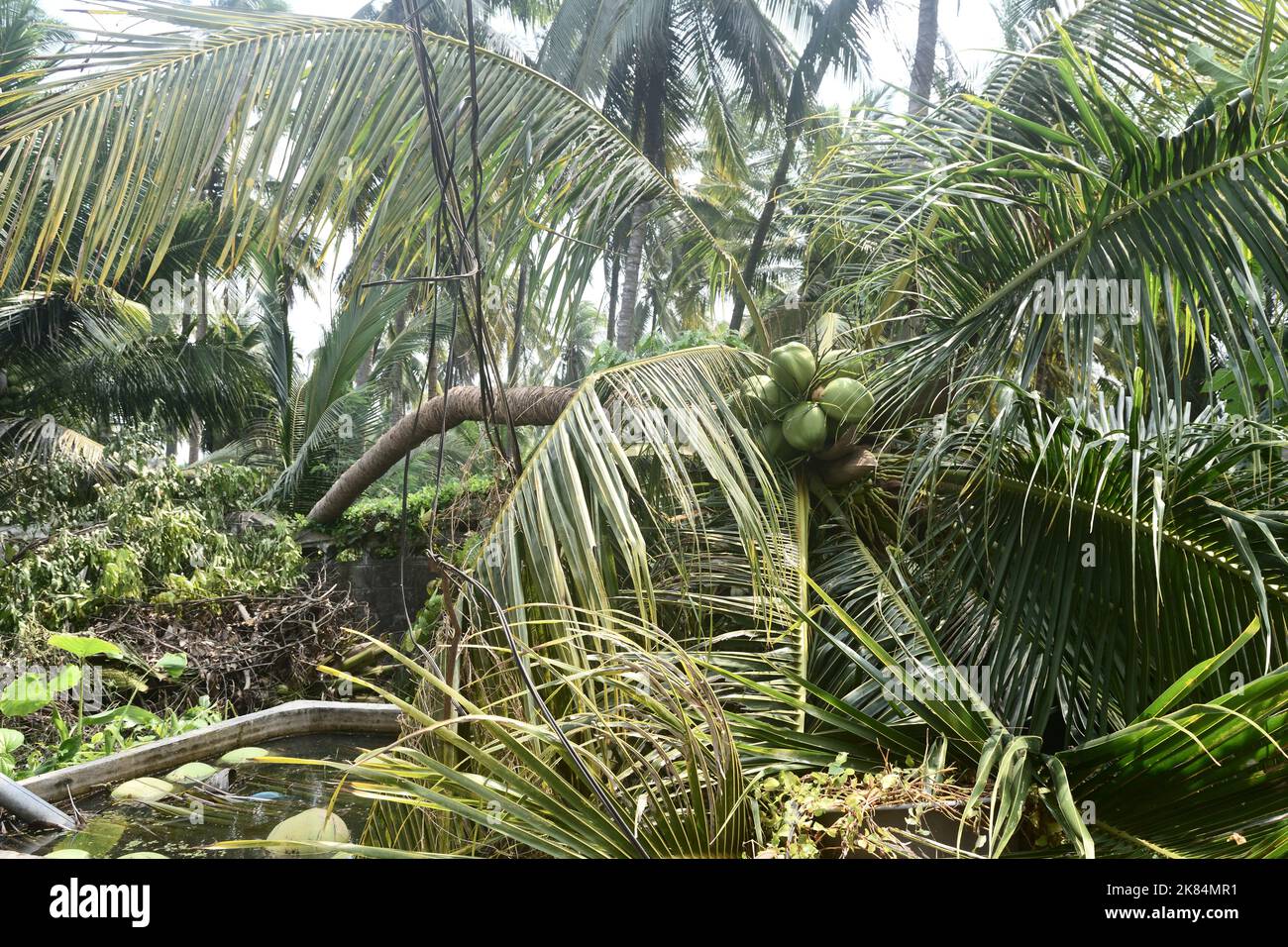 Coconut Palm Tree were toppled by the storm and crushed wall and power ...