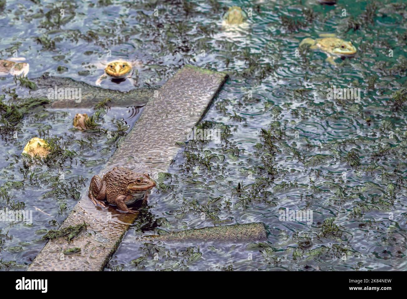 Frogs farm for agriculture at house. Cultivation of frogs with water ...
