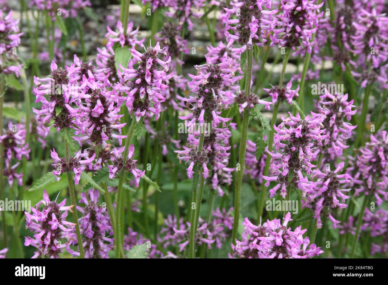Betonica officinalis hi-res stock photography and images - Alamy