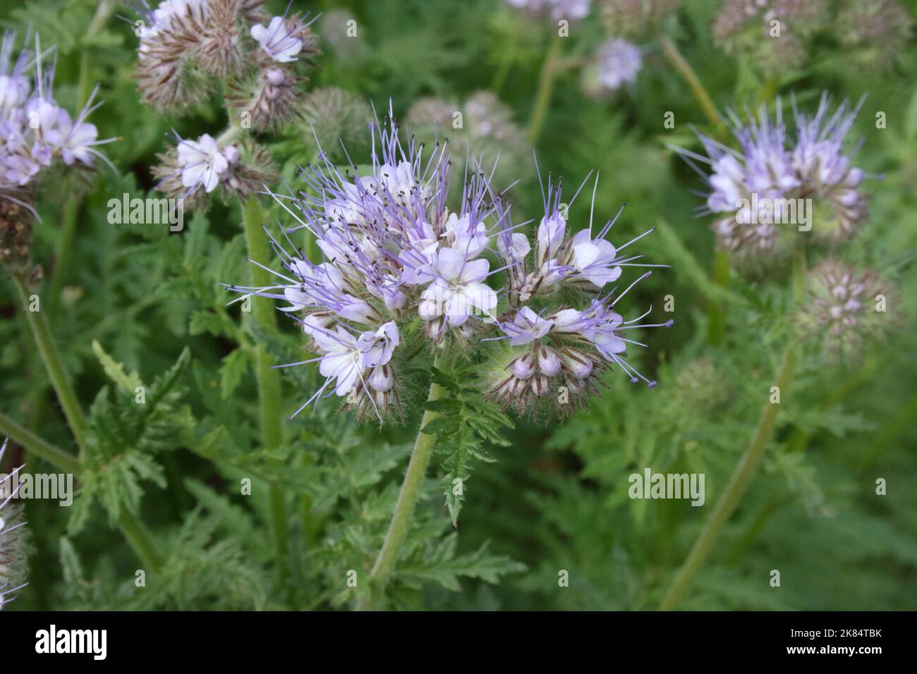 Lacy phacelia (Phacelia tanacetifolia) in garden Stock Photo - Alamy