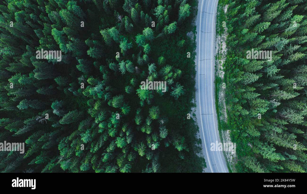 Road in the dark green forest. Aerial view Stock Photo - Alamy