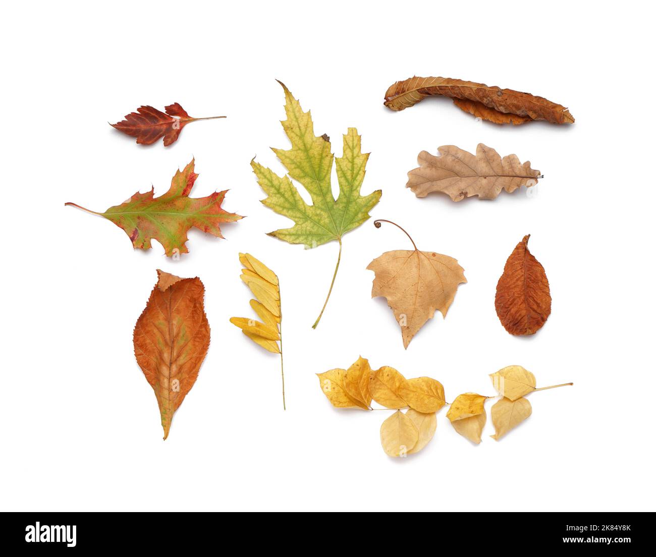 Different fallen leaves isolated on white background Stock Photo - Alamy