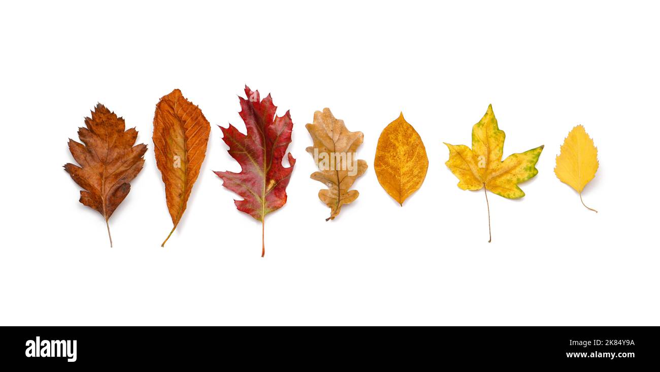 Different autumn leaves isolated on white background Stock Photo - Alamy