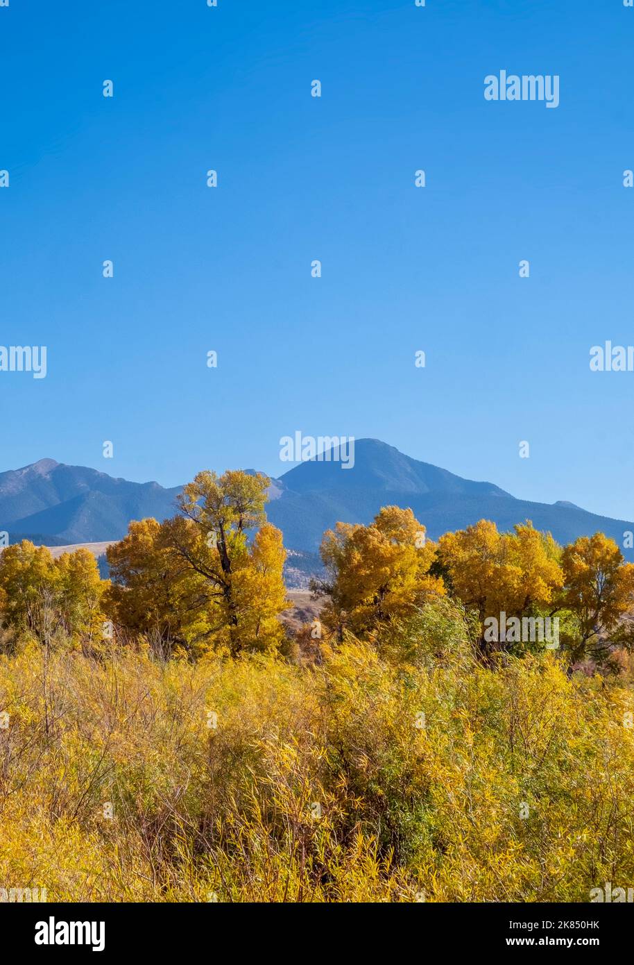 Livingston, Montana, brilliant yellow leaves, October, blue sky, Custer ...