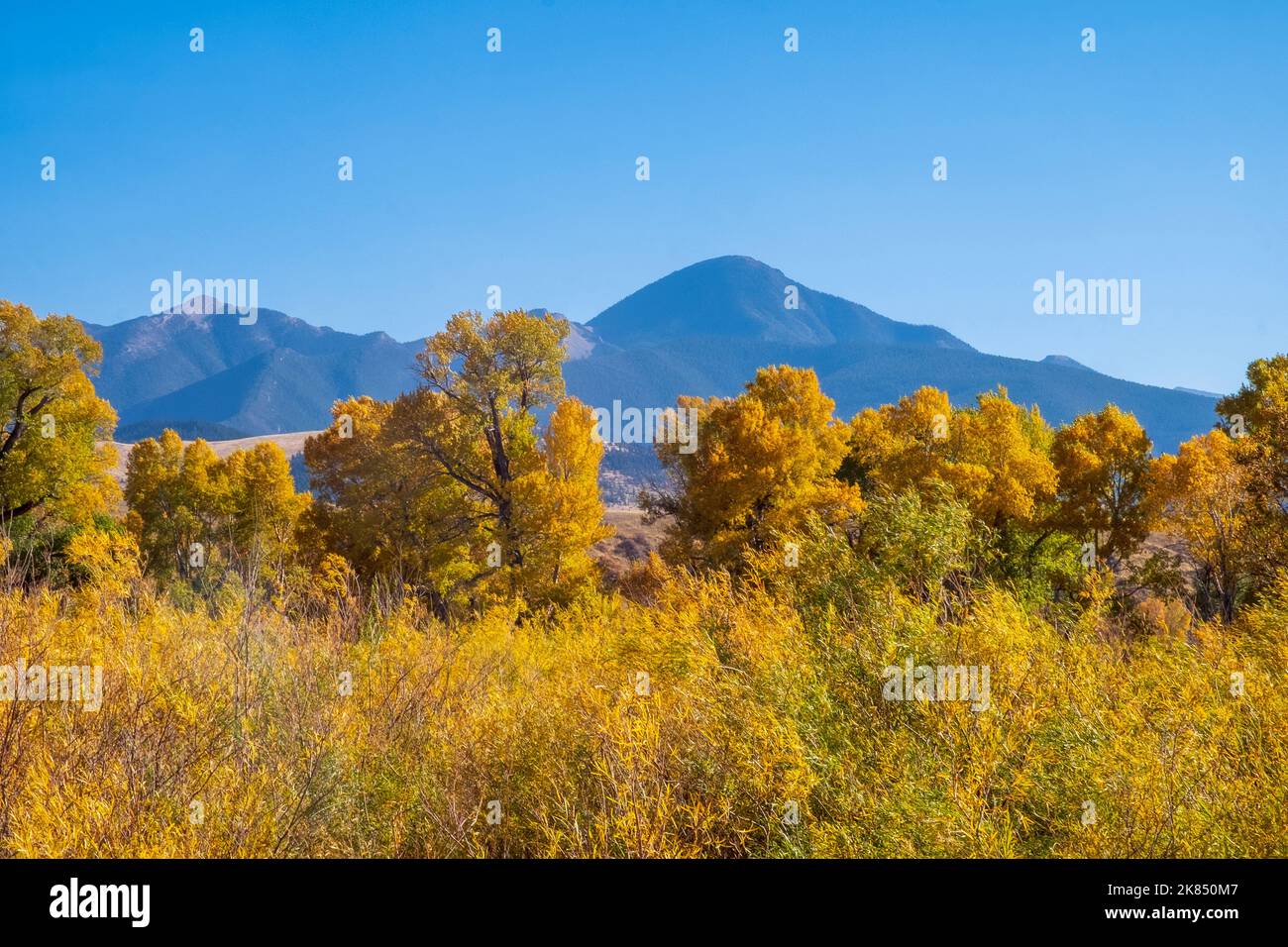 Livingston, Montana, brilliant yellow leaves, October, blue sky, Custer ...