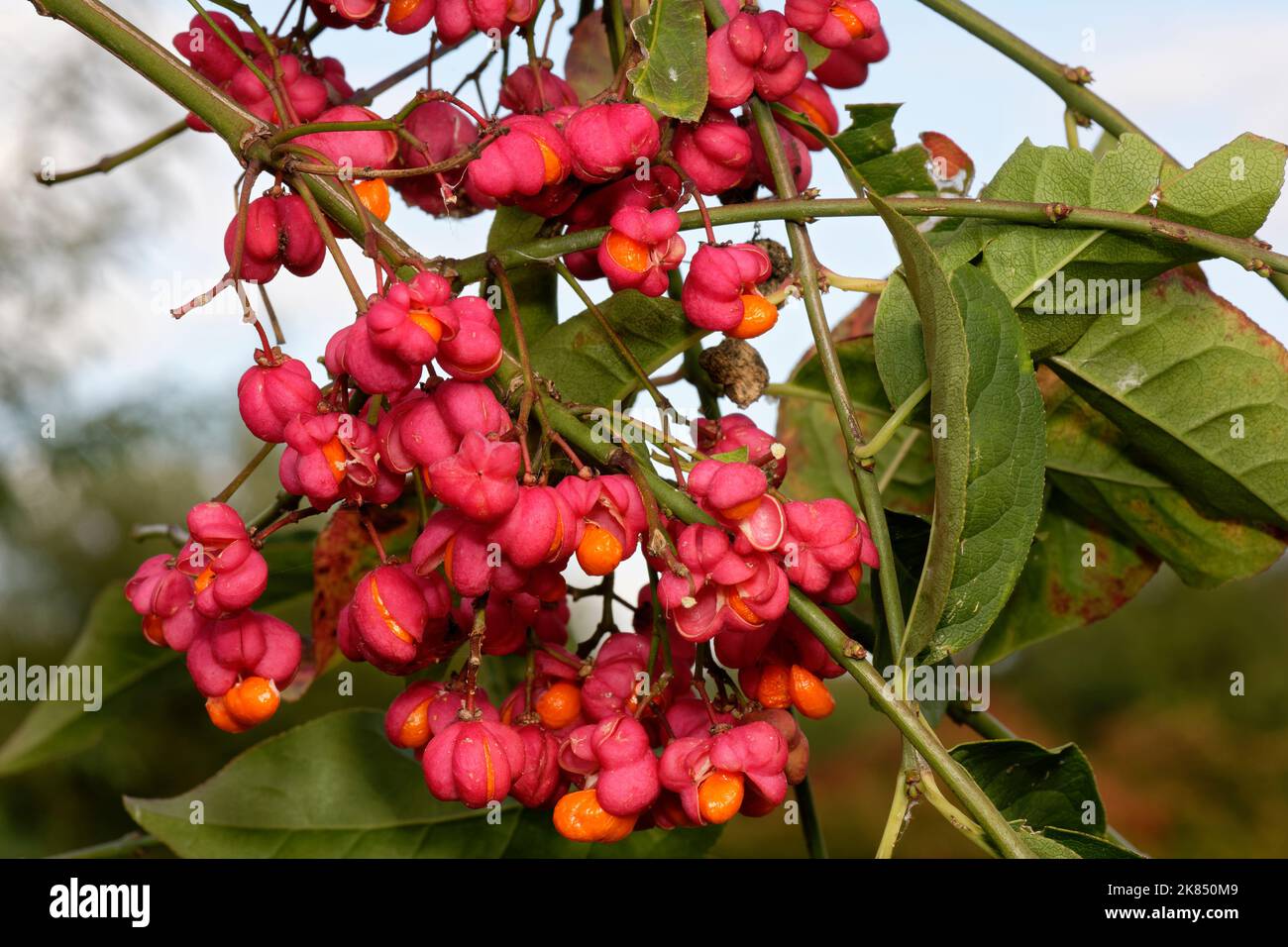 Spindle Tree Fruit - Euonymus europaeus Stock Photo - Alamy
