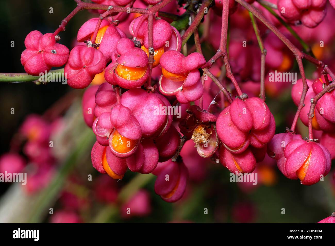 Spindle Tree Fruit - Euonymus europaeus Stock Photo - Alamy