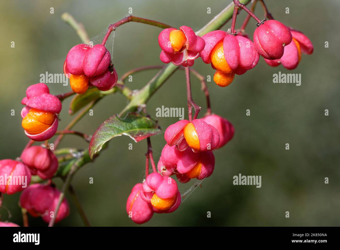 Spindle Tree Fruit - Euonymus europaeus Stock Photo - Alamy