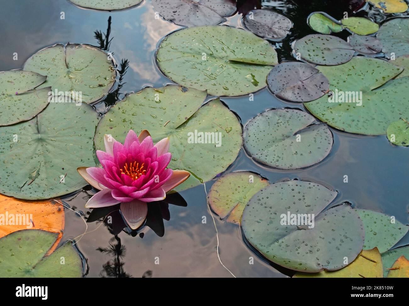 Magenta waterlily flower floating in a dark pond Stock Photo - Alamy