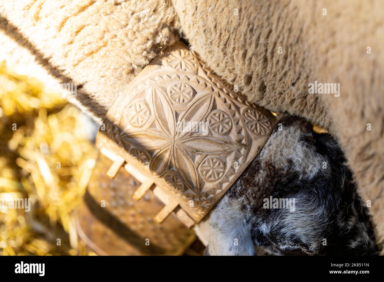 Ripollesa breed hi-res stock photography and images - Alamy