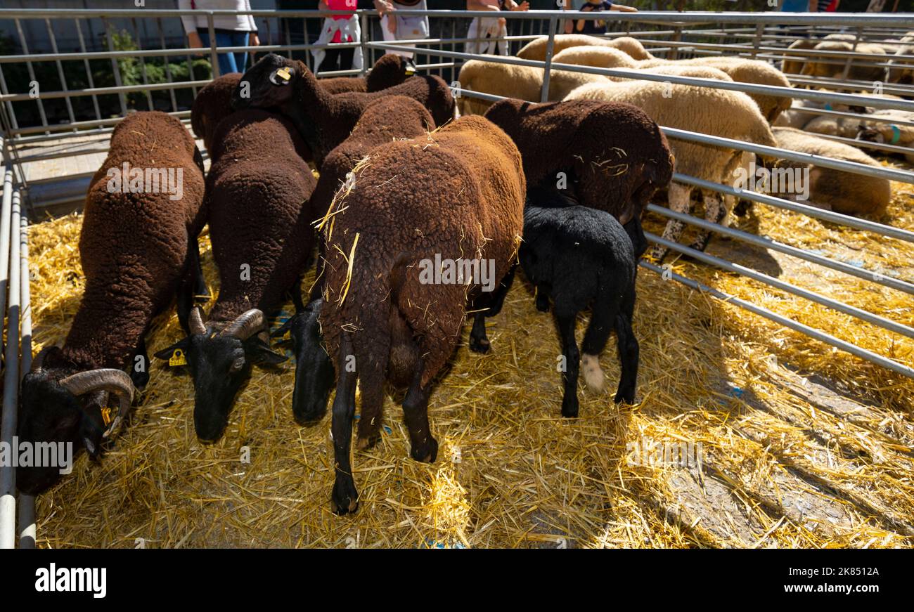 Fira el ripolles hi-res stock photography and images - Alamy