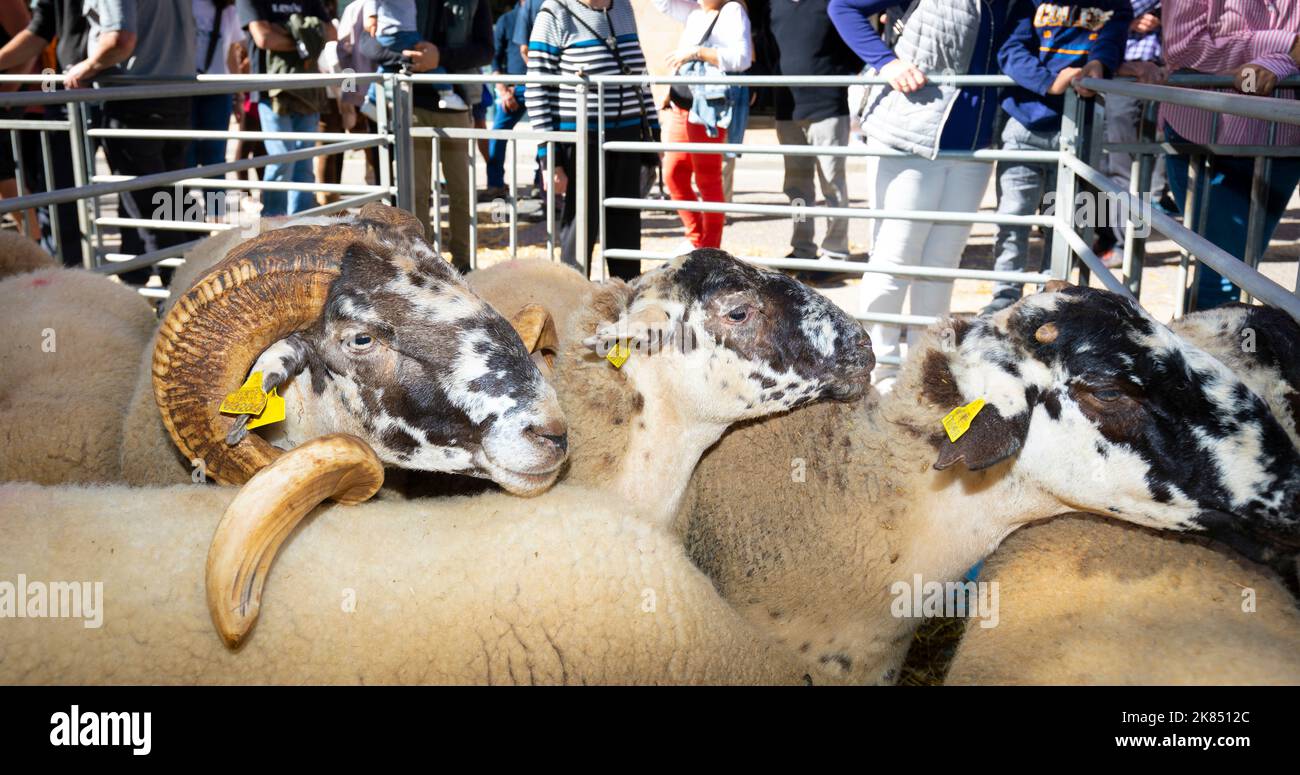 Catalan sheep fair hi-res stock photography and images - Alamy