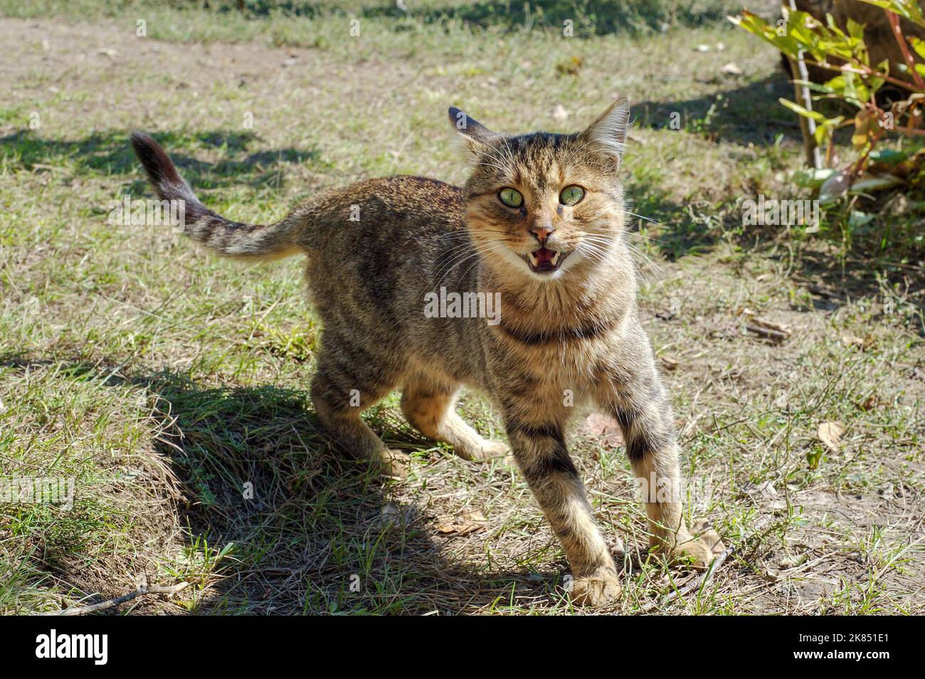 Cute domestic kitten looking up, outdoor. Frolicsome in the garden, Cat ...