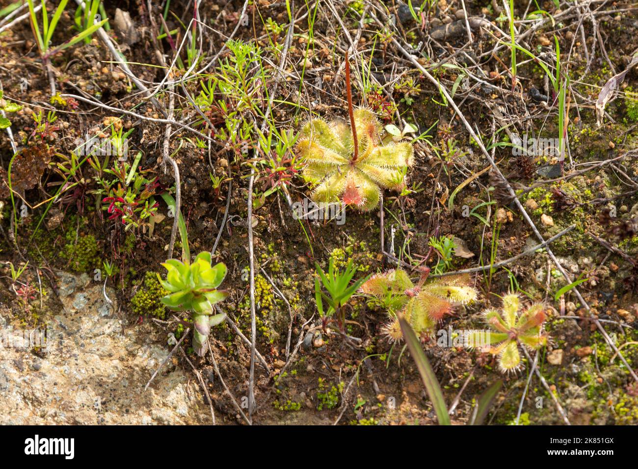 Drosera pauciflora in natural habitat, endemic plant to the Western ...