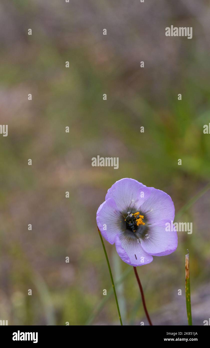 Light pink flower of the carnivorous plant Drosera pauciflora in ...