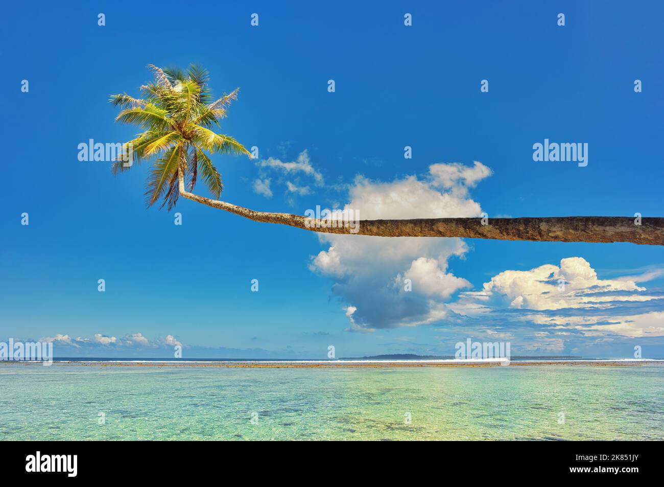 Overhanging palm tree hi-res stock photography and images - Alamy