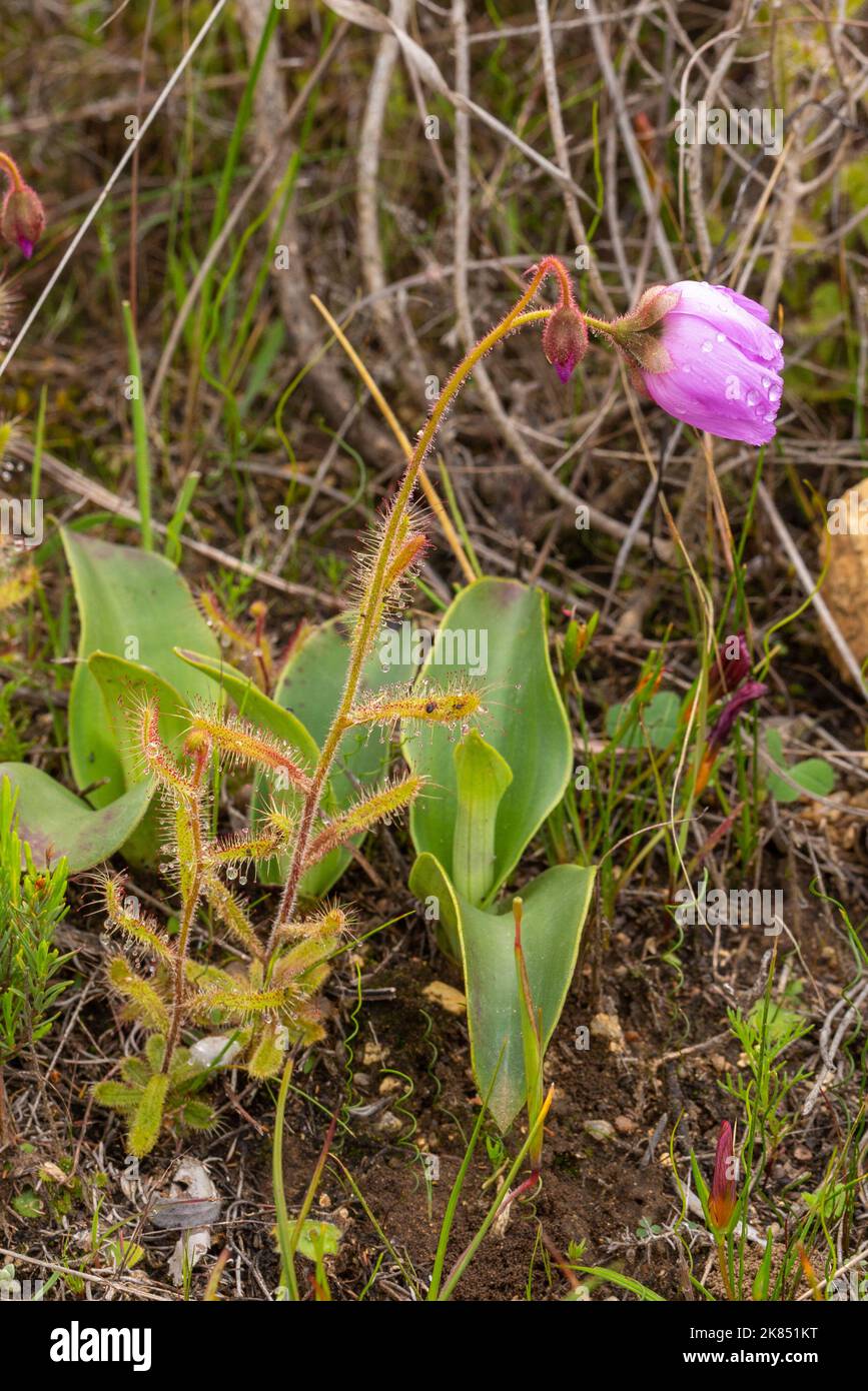 Portrait of Drosera cistiflora with pink flower taken near Paarl in the ...