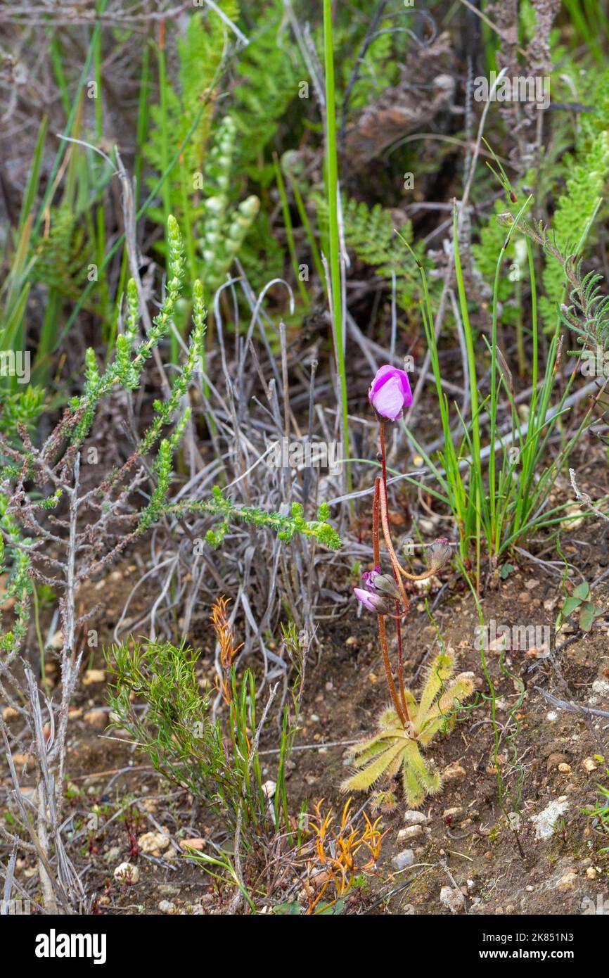 flowering Drosera pauciflora, a carnivorous plant, in natural habitat ...