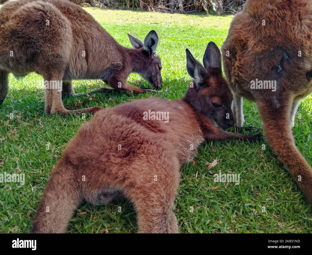 Mob of kangaroos, wallaby relaxing on the green grass. Australian ...