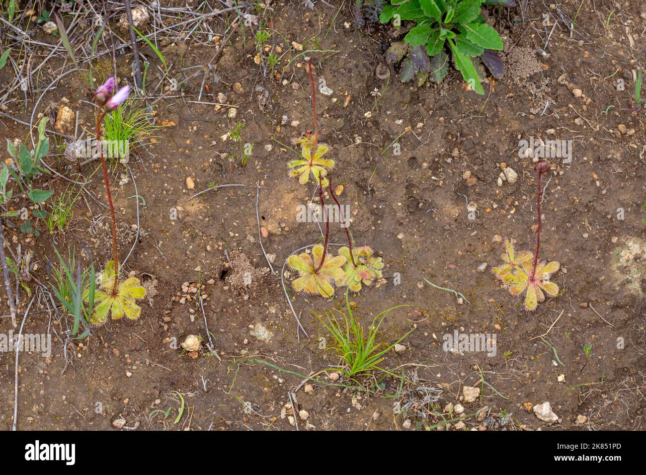 Carnivorous Plants: flowering Drosera pauciflora growing on a vertical ...