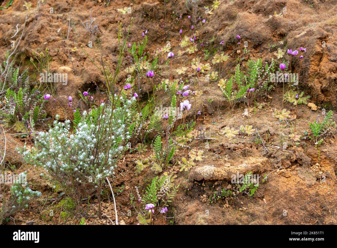 Group of the Sundew Drosera pauciflora in natural habitat near Paarl ...