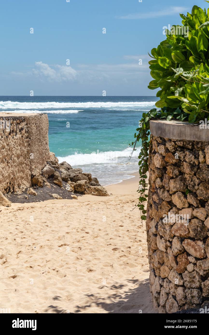 Beach Morning Glory or Ipomoea on limestone rock wall at Melasti Beach ...