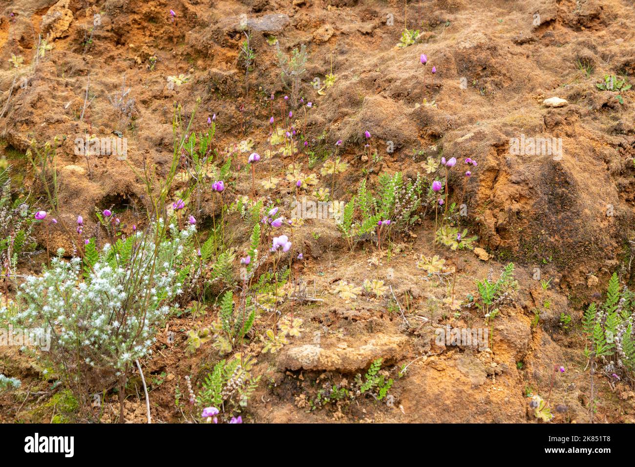 Drosera pauciflora, a carnivorous plant from the Sundew familiy, seen ...