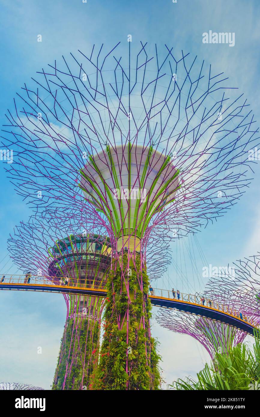 Singapore tree canopy hi-res stock photography and images - Alamy