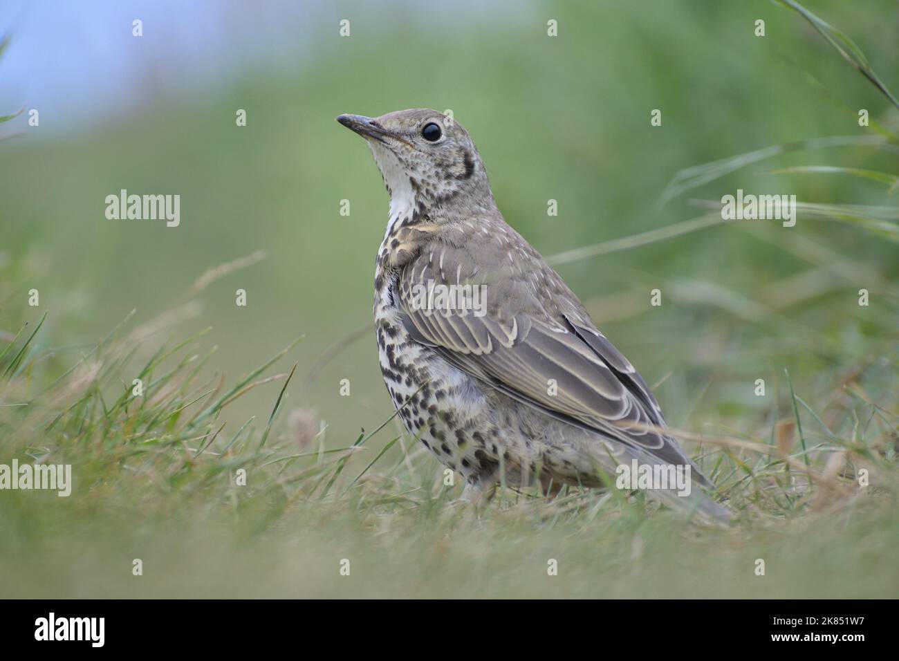 The Mistle thrush Stock Photo - Alamy