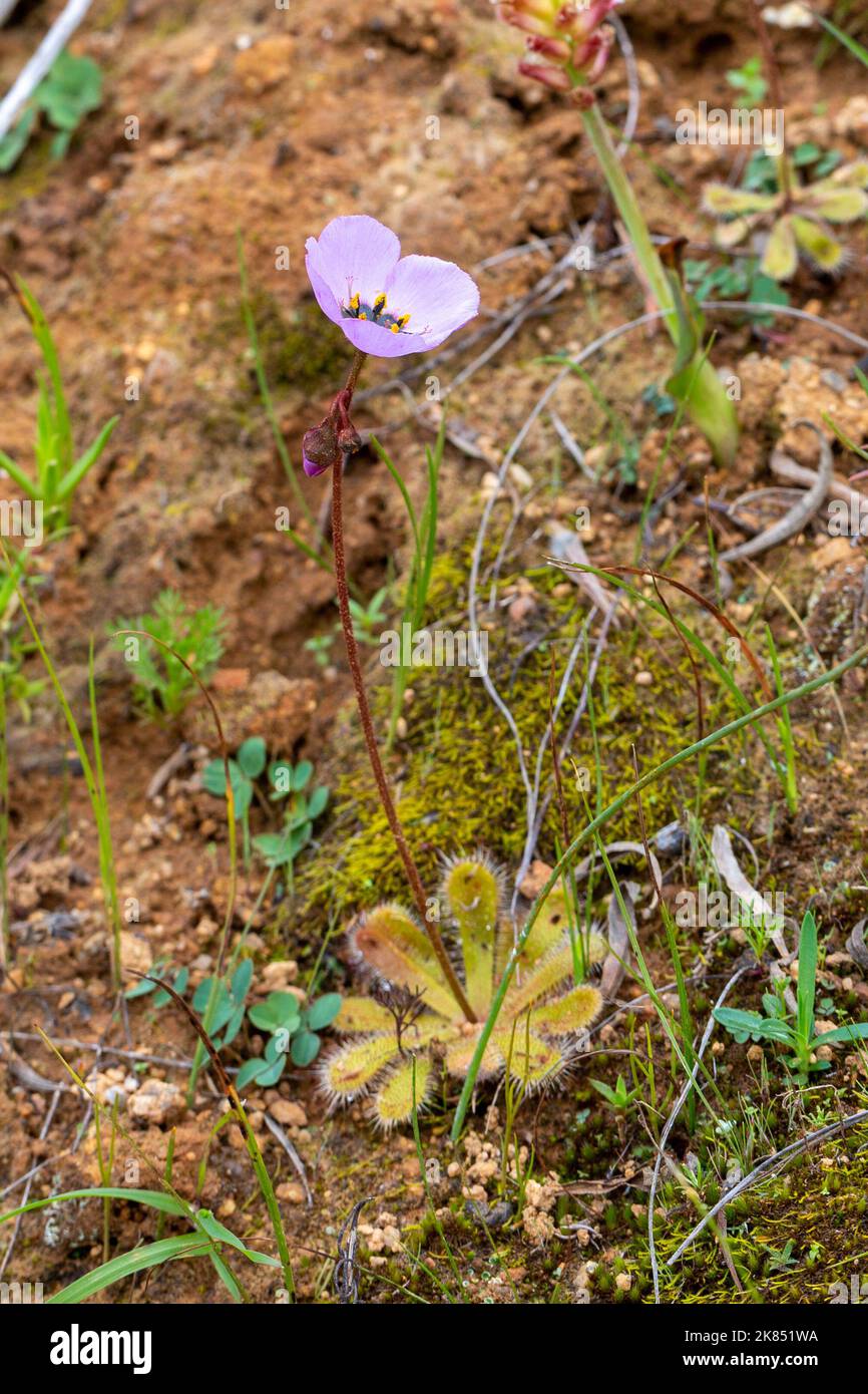 Carnivorous Plants: Drosera pauciflora with flower in natural habitet ...