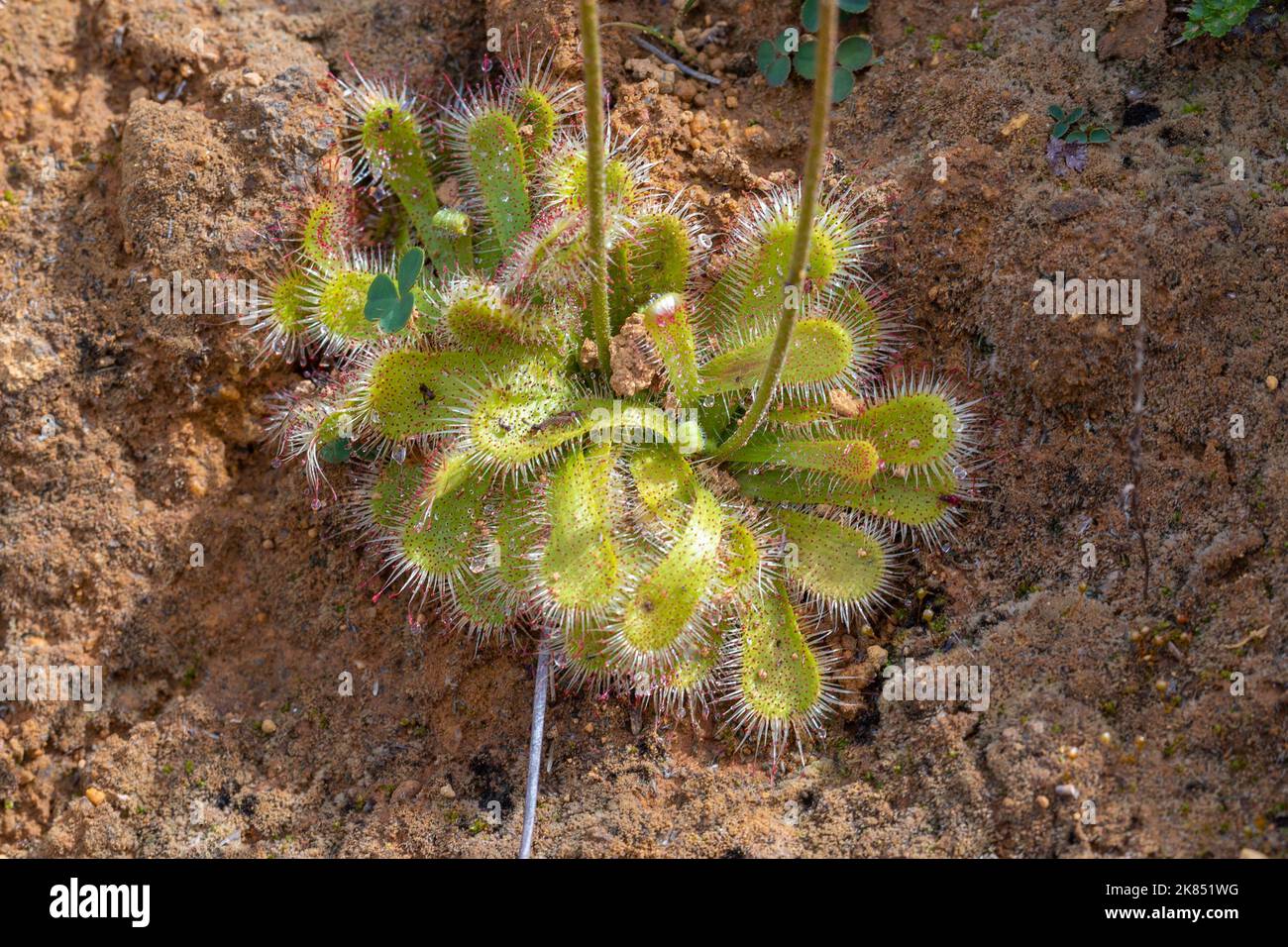 green Rosettes of Drosera pauciflora, a carnivorous plant, taken in ...