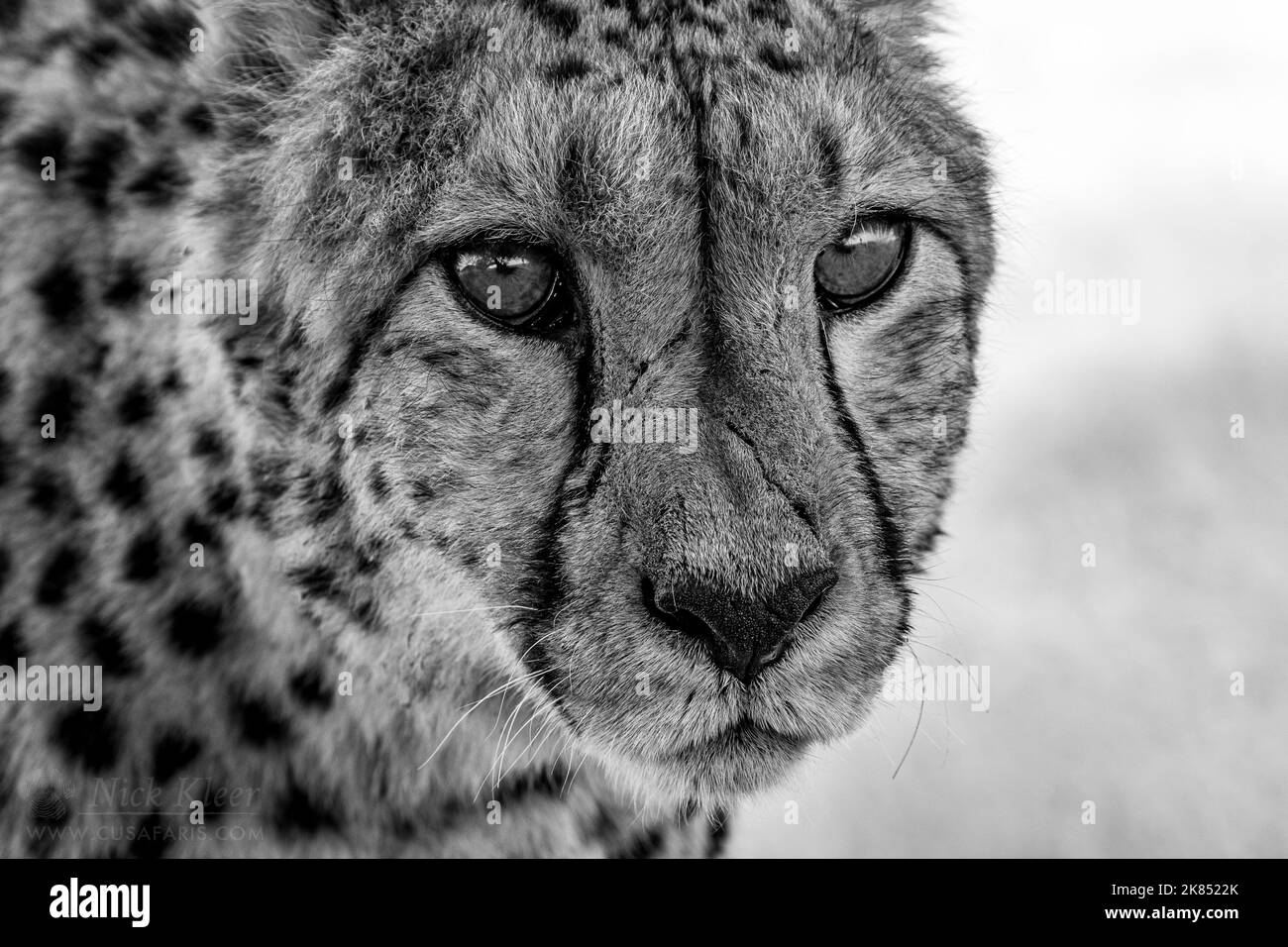 A close up photo of a cheetah hunting, photographed on a safari in ...
