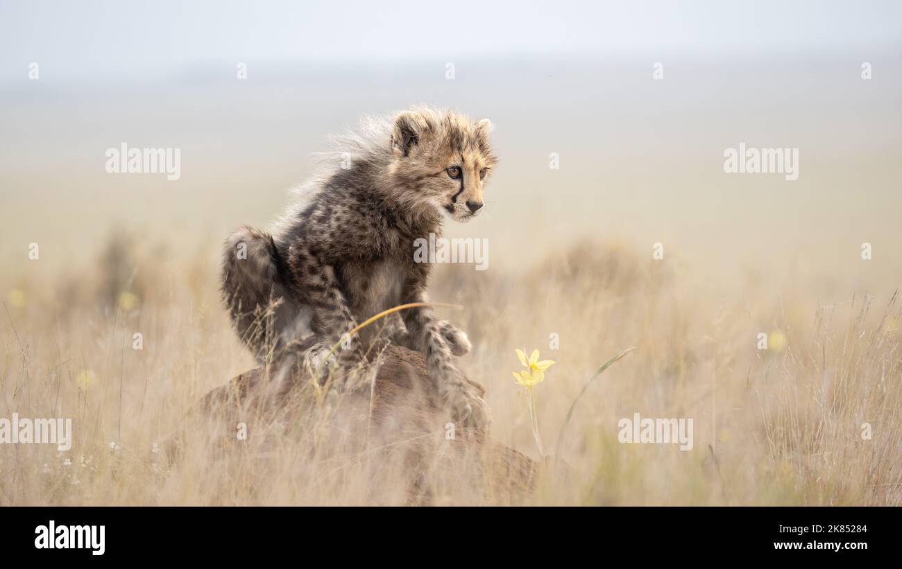 A cheetah cub sitting on a termit mount, photographed on a safari in ...