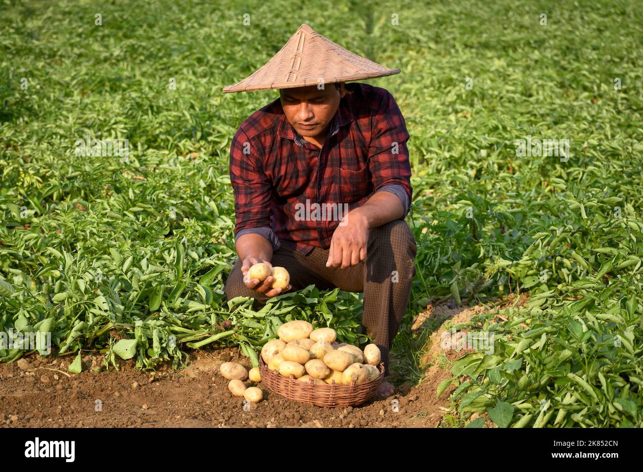 Farmer harvesting potato in the farmland. Potato Farming. Fresh organic ...