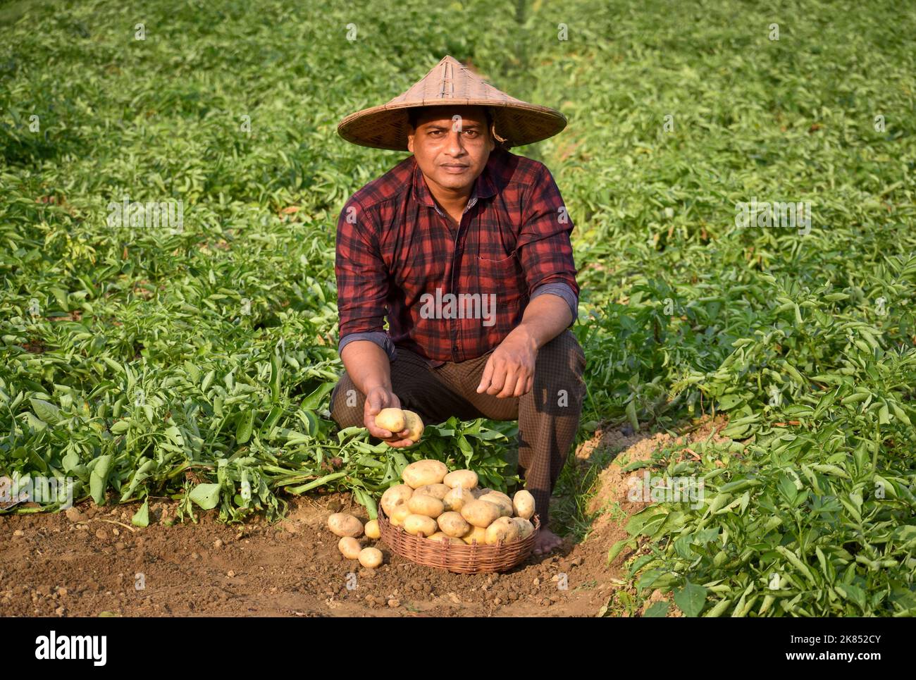 Farmer harvesting potato in the farmland. Potato Farming. Fresh organic ...
