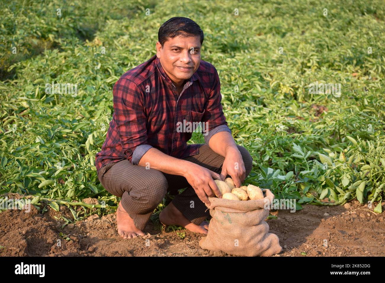 Farmer harvesting potato in the farmland. Potato Farming. Fresh organic ...