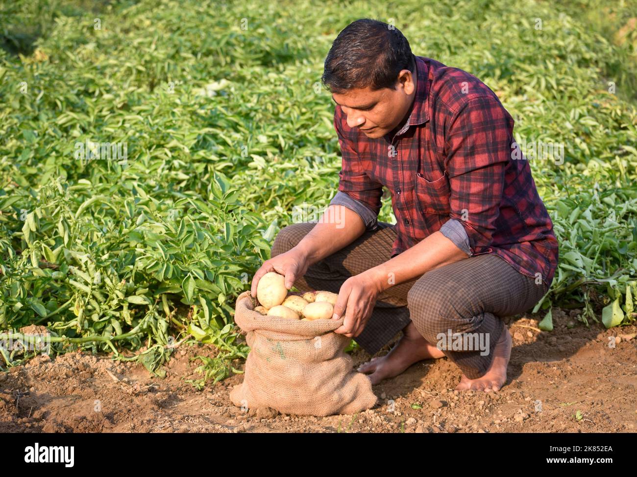 Farmer harvesting potato in the farmland. Potato Farming. Fresh organic ...
