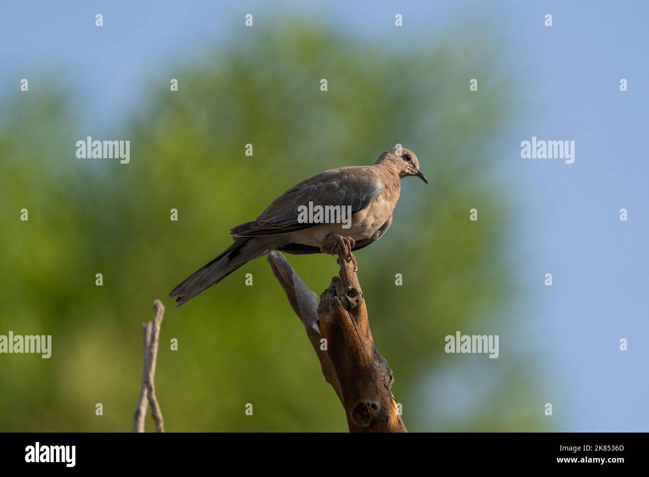 Laughing Dove, Spilopelia senegalensis, slight but common dove Stock ...