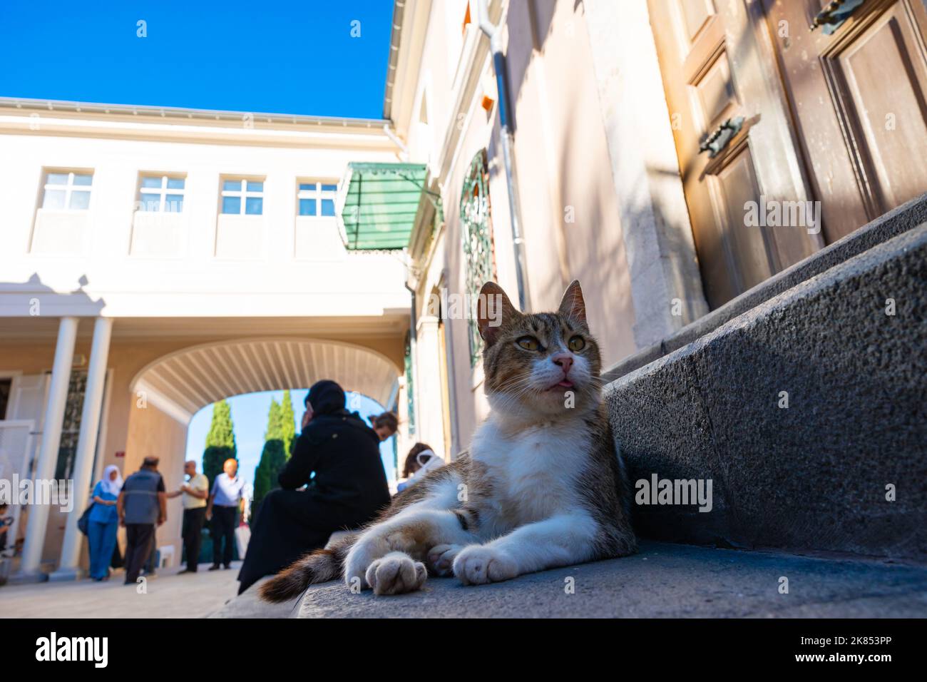 Stray cat sitting on the stairs of a mosque. Turkish culture background ...