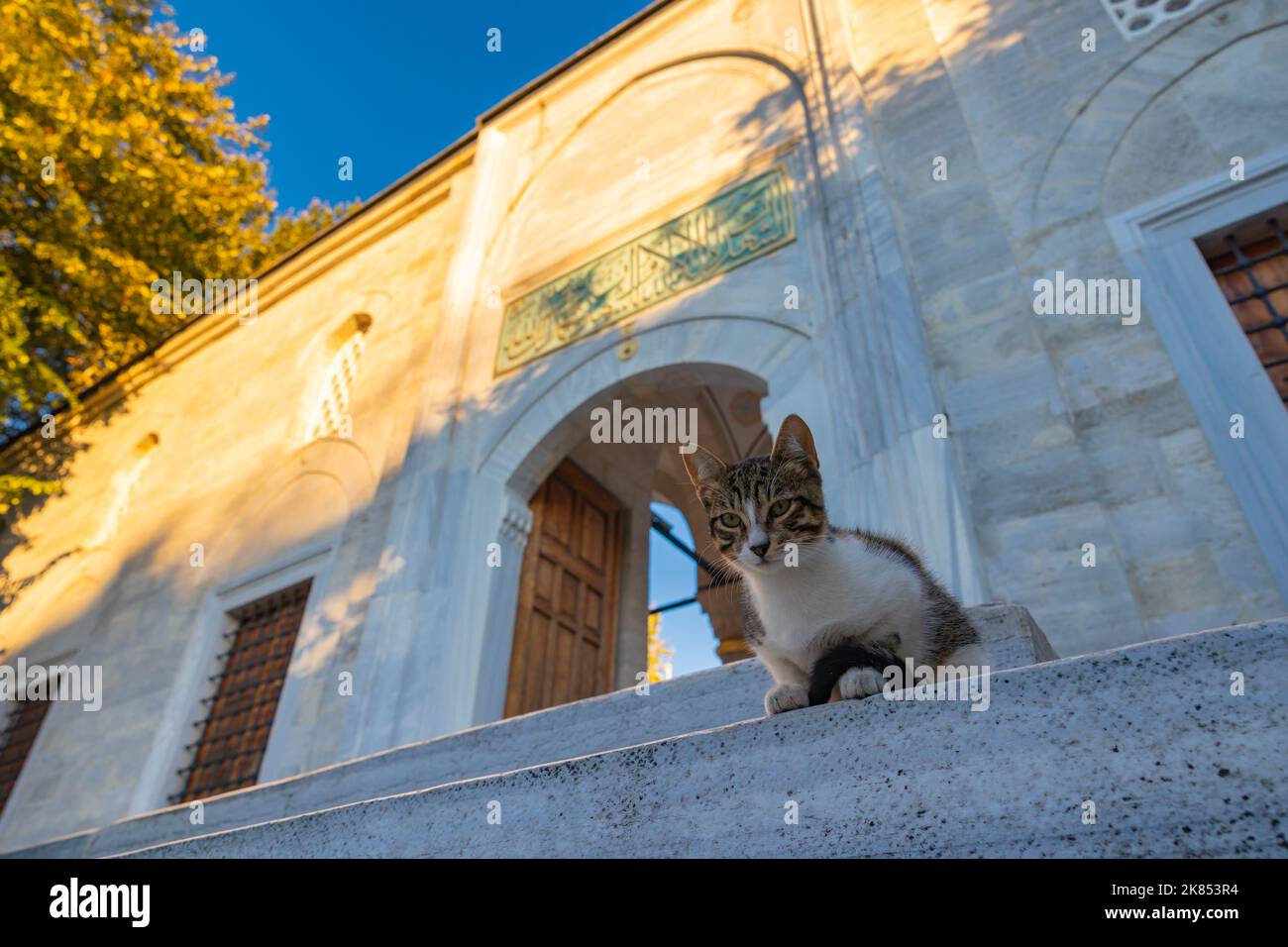 Stray cats of Istanbul. Stray cat sitting on the stairs of a mosque ...