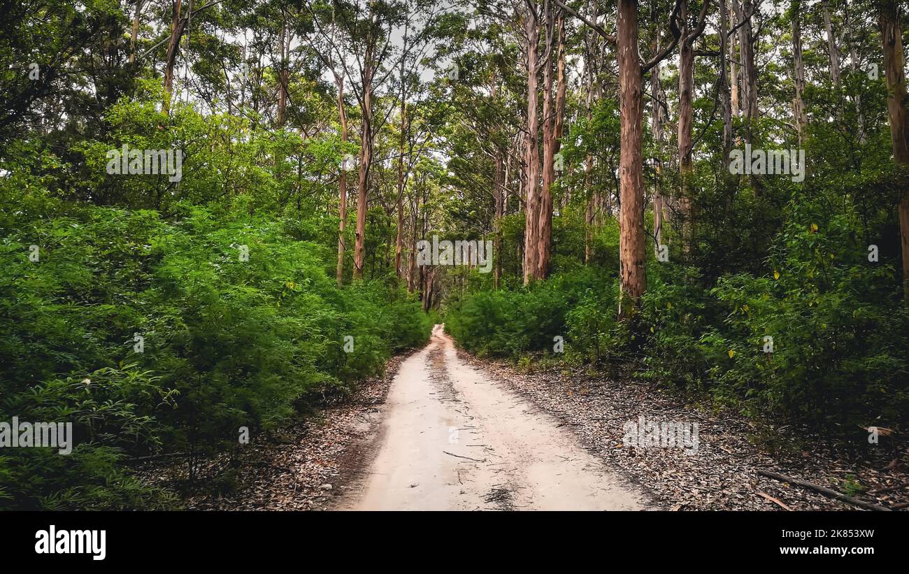 Walking trail through the Karri forests of Western Australia Margaret ...