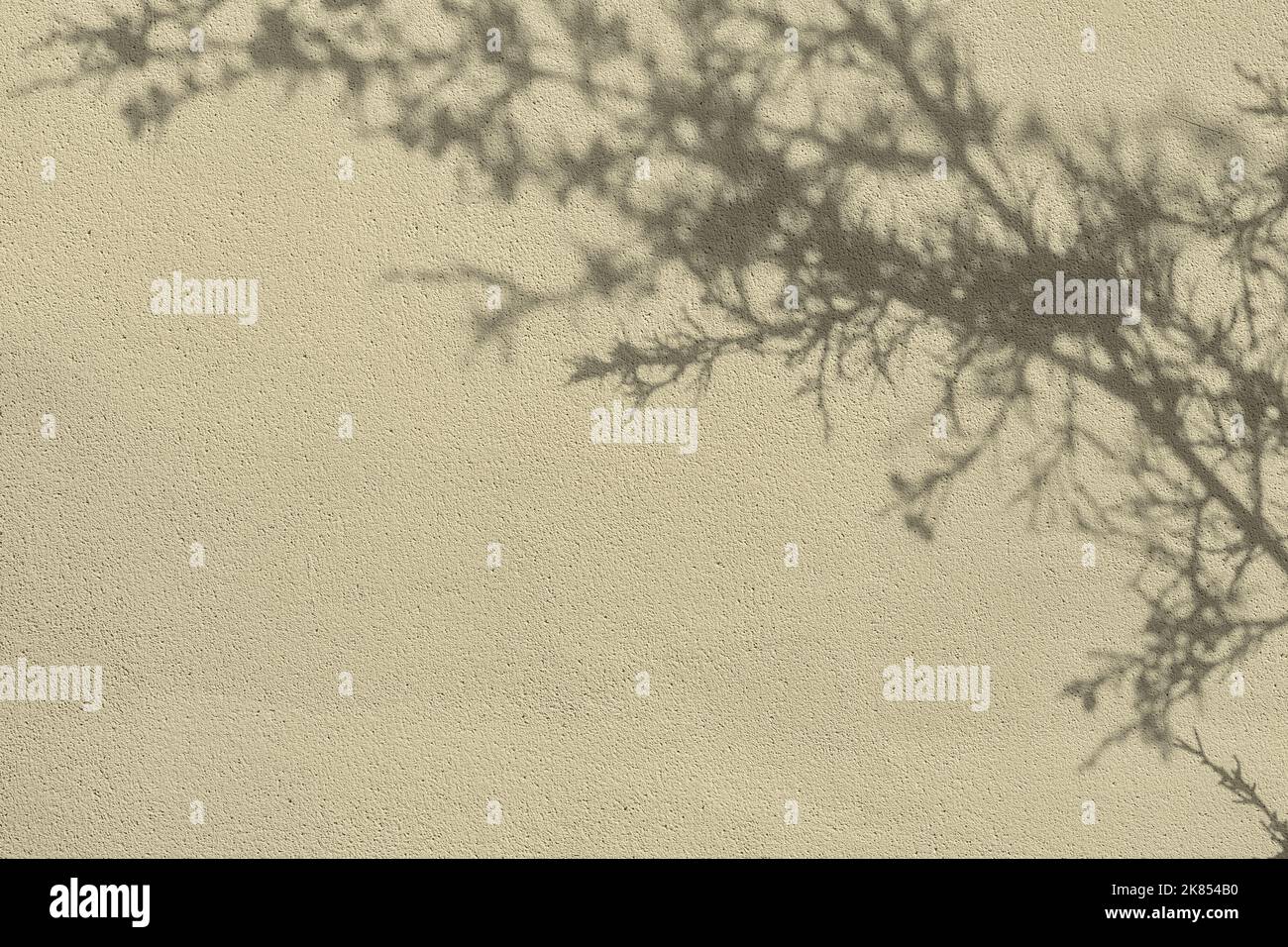 Shadow of leaves on beige concrete wall texture background Stock Photo - Alamy