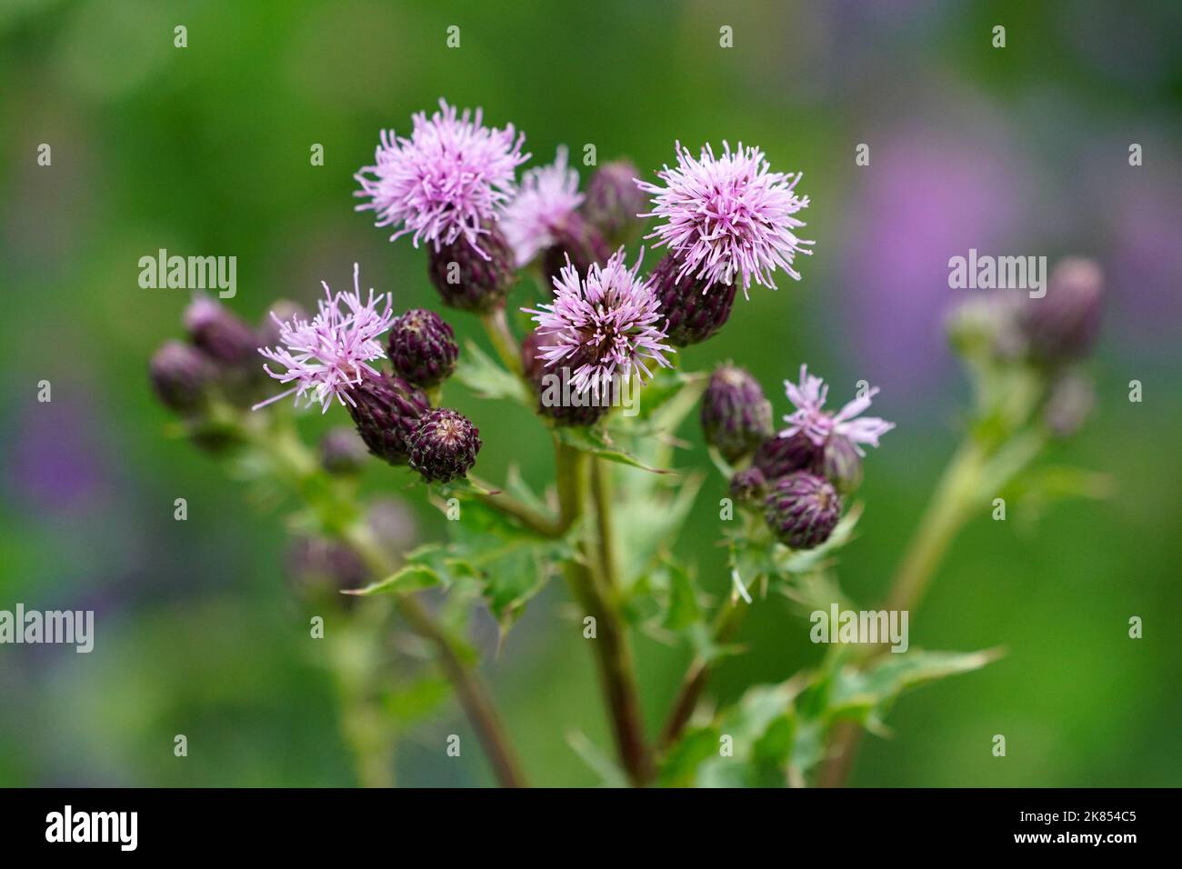 From june to october hi-res stock photography and images - Alamy