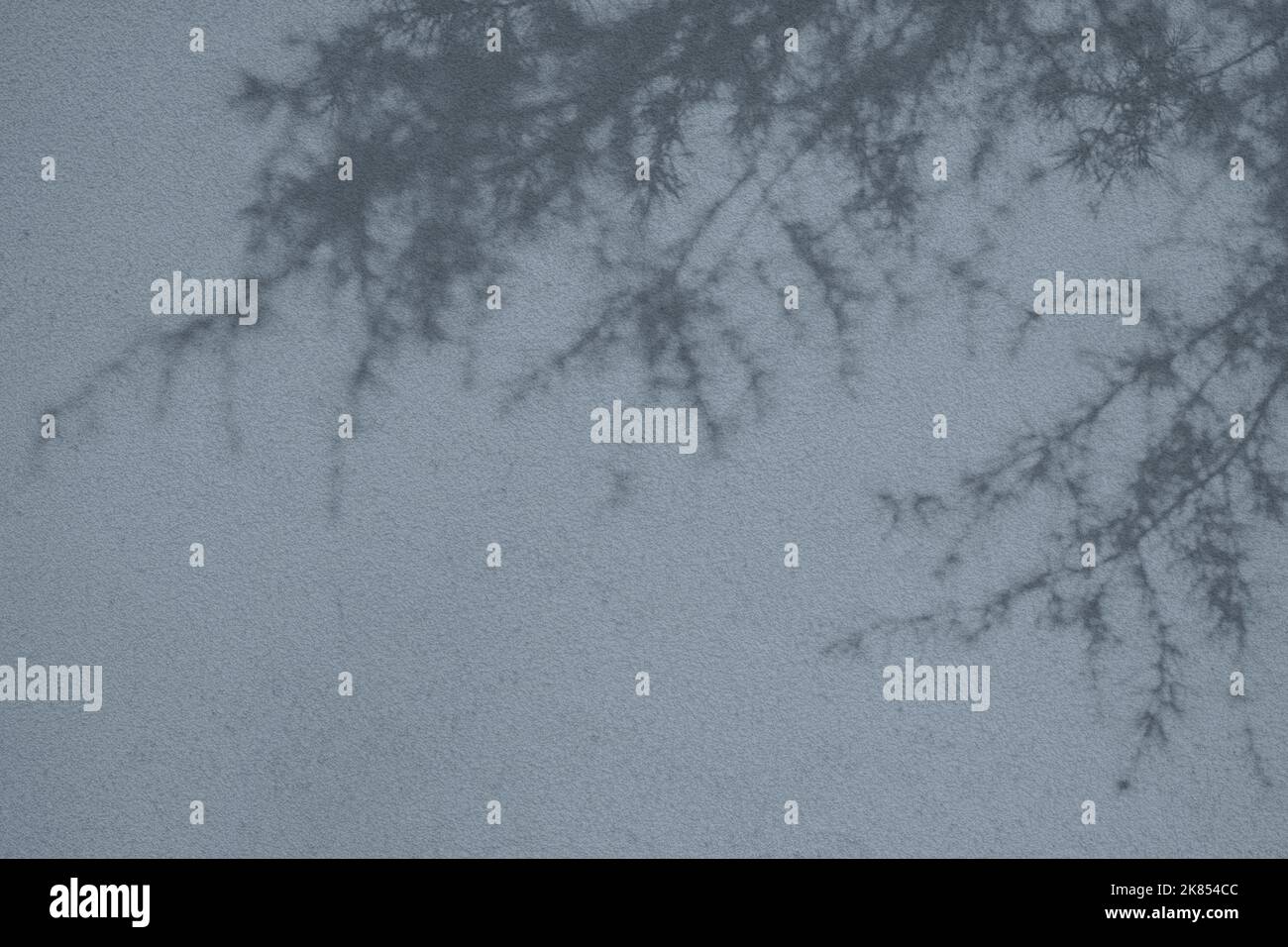 Fir tree shadows on pastel blue concrete wall texture background Stock ...