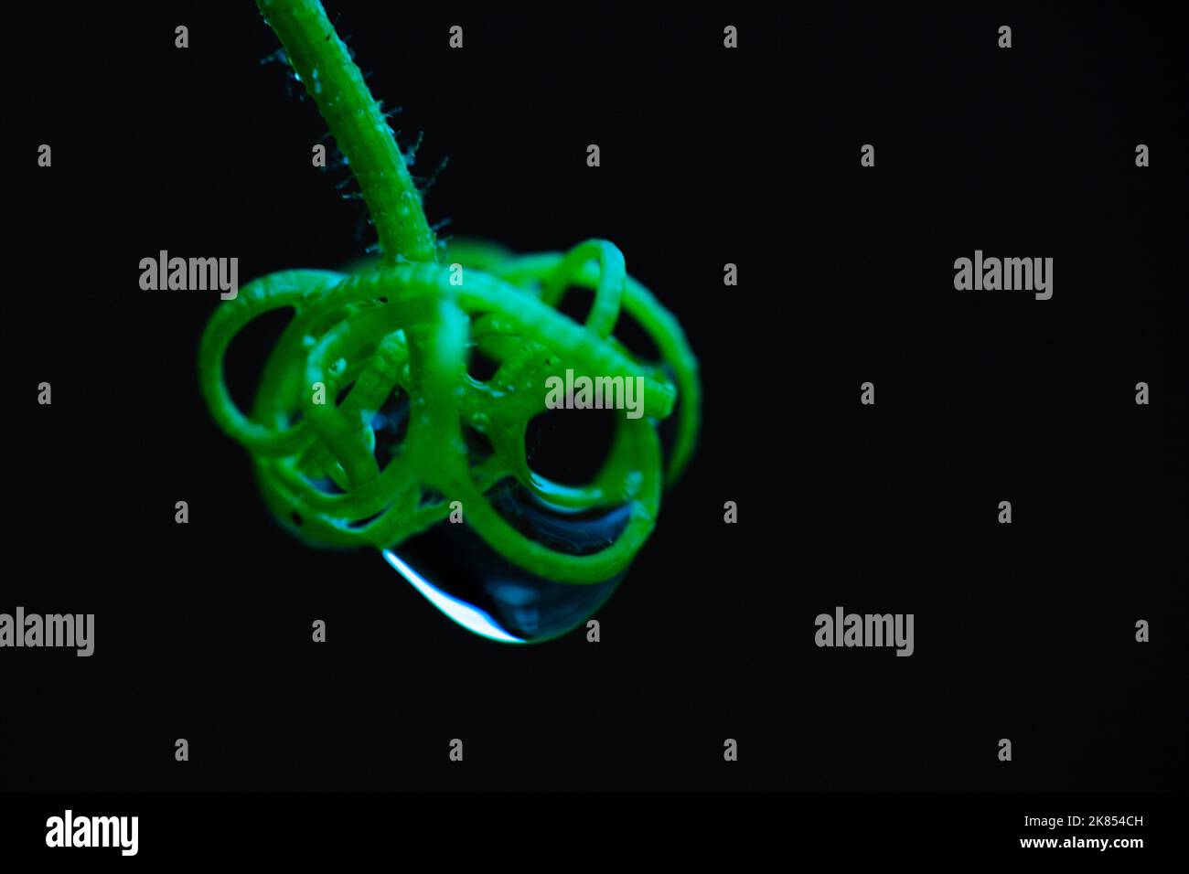 Natural background with curled plant tendrils and water droplet on a ...