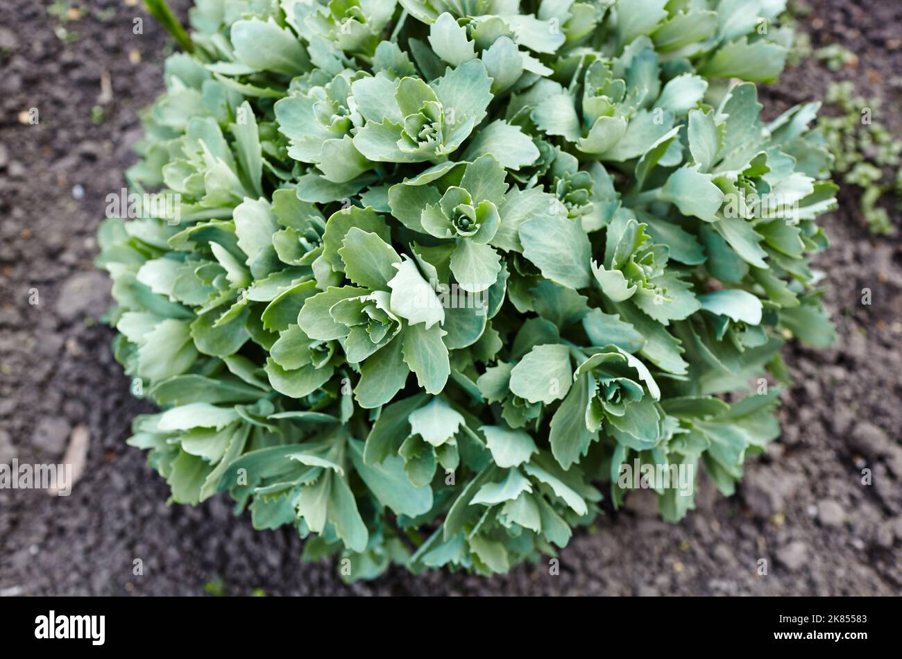 Close-up of beautiful Sedum plant, top view. Family name Crassulaceae ...