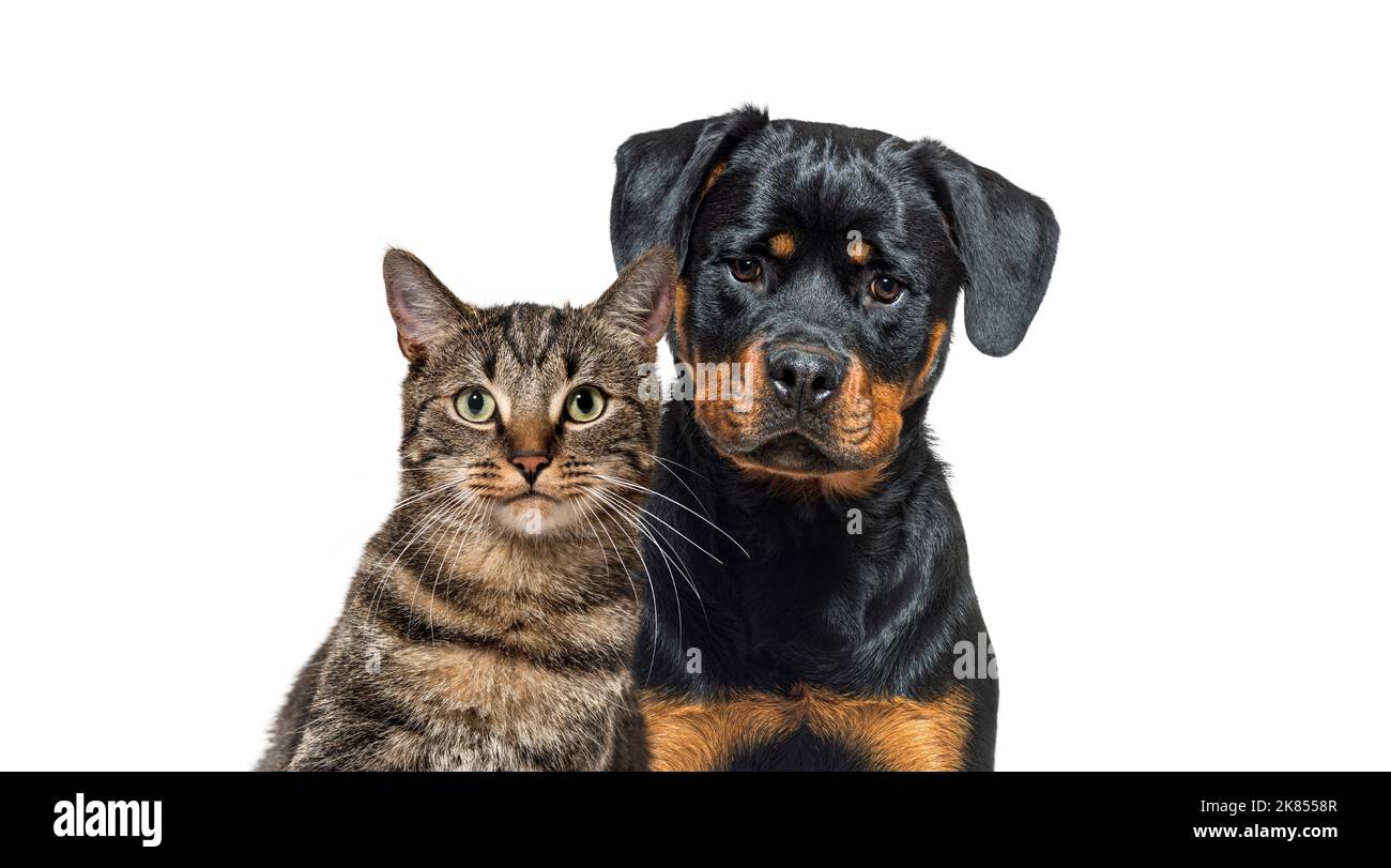 Dog And Cat Mixed Breed