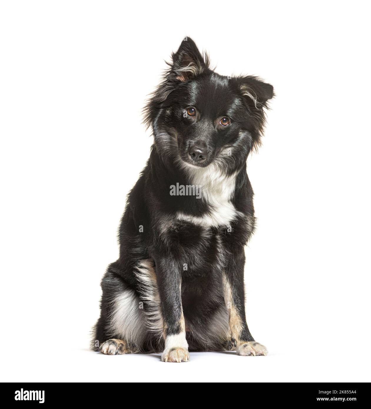 Icelandic sheepdog sitting, looking, isolated on white Stock Photo - Alamy