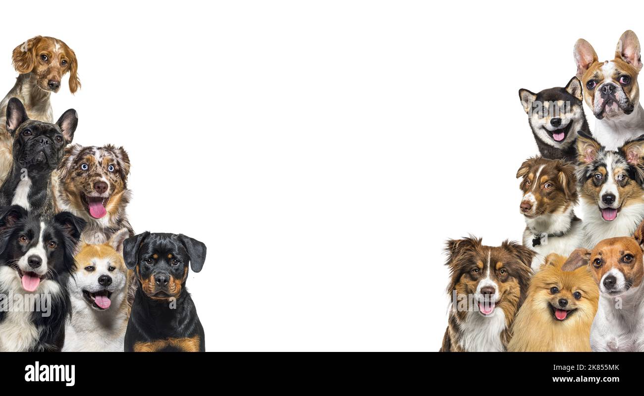 Large group of happy dogs looking at the camera, isolated on white ...